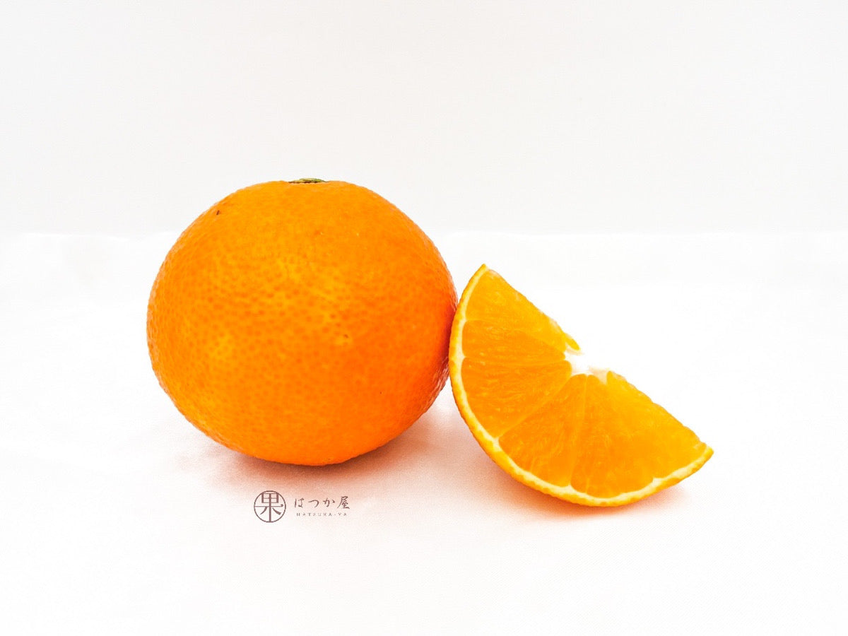 CN Ai Yuan Mandarin – Hatsuka-Ya