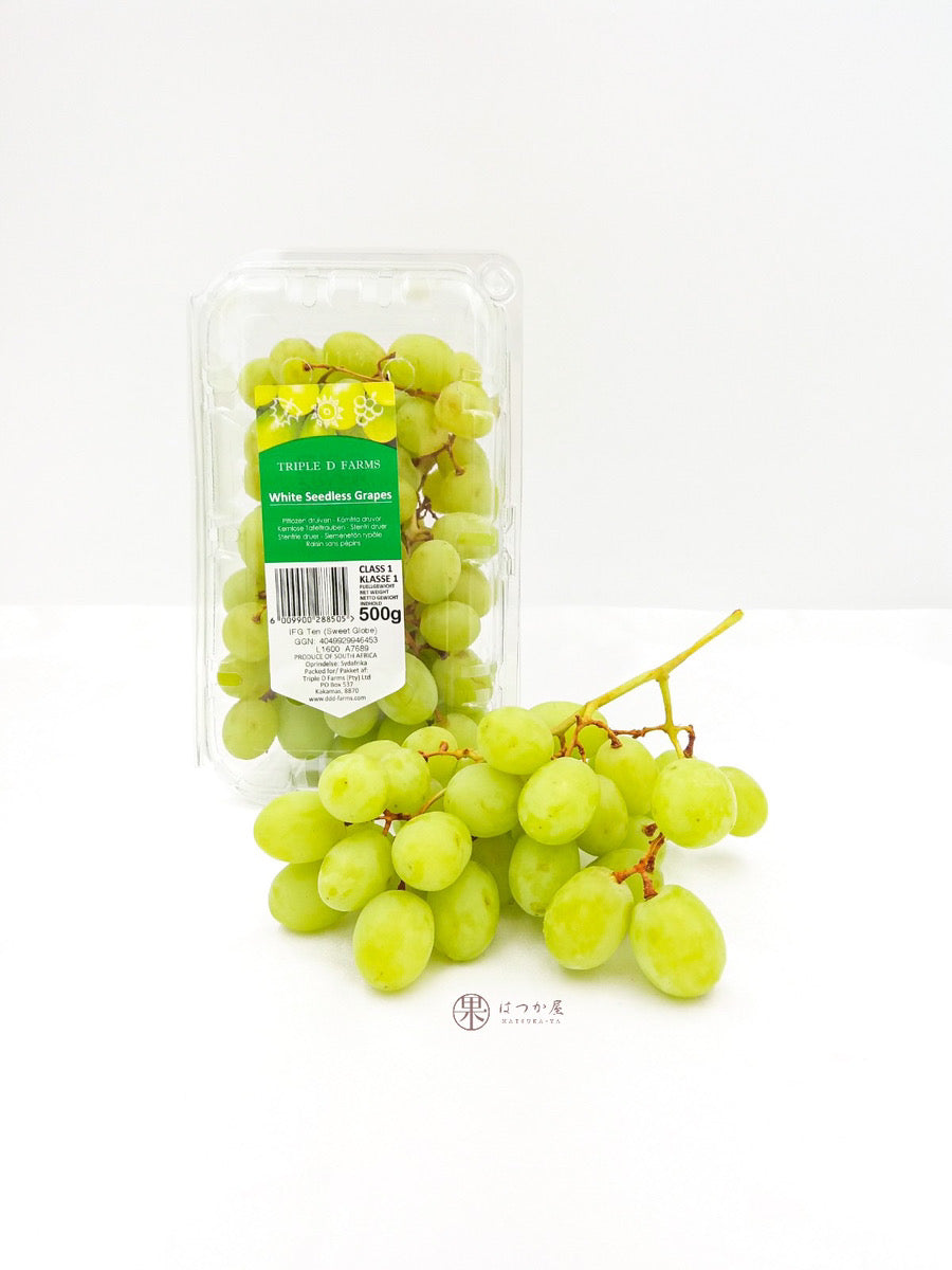 SA IFG Ten Sweet Globe Green Grapes – Hatsuka-Ya