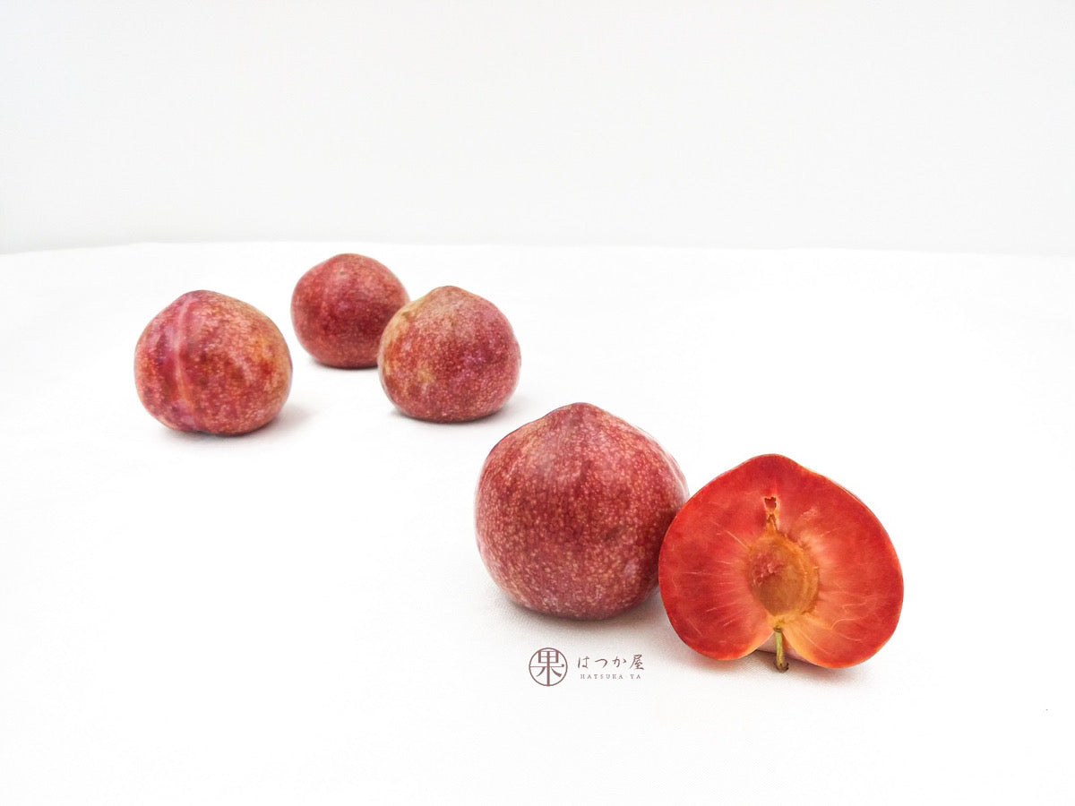 SA Red Phoenix Plum – Hatsuka-Ya