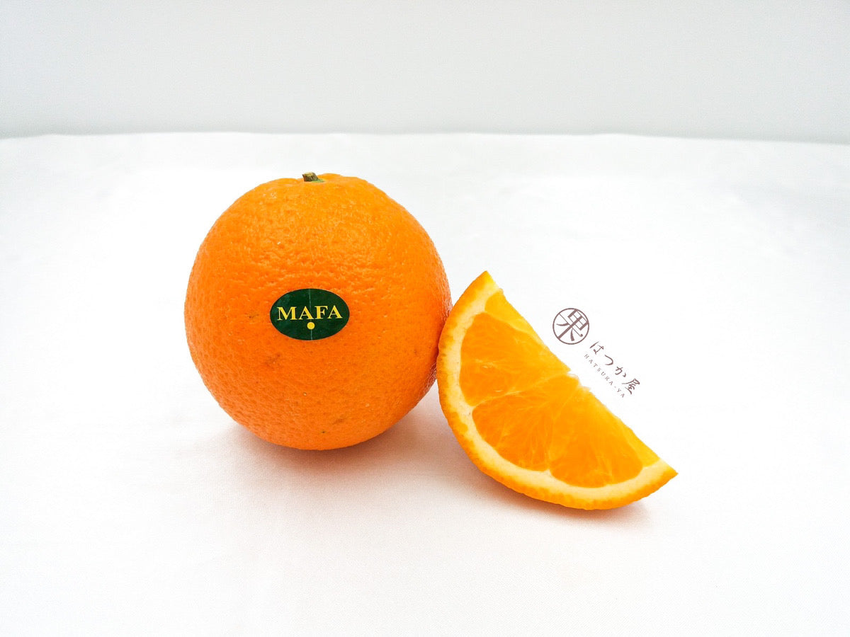 EG Barnfield Navel Orange L – Hatsuka-Ya